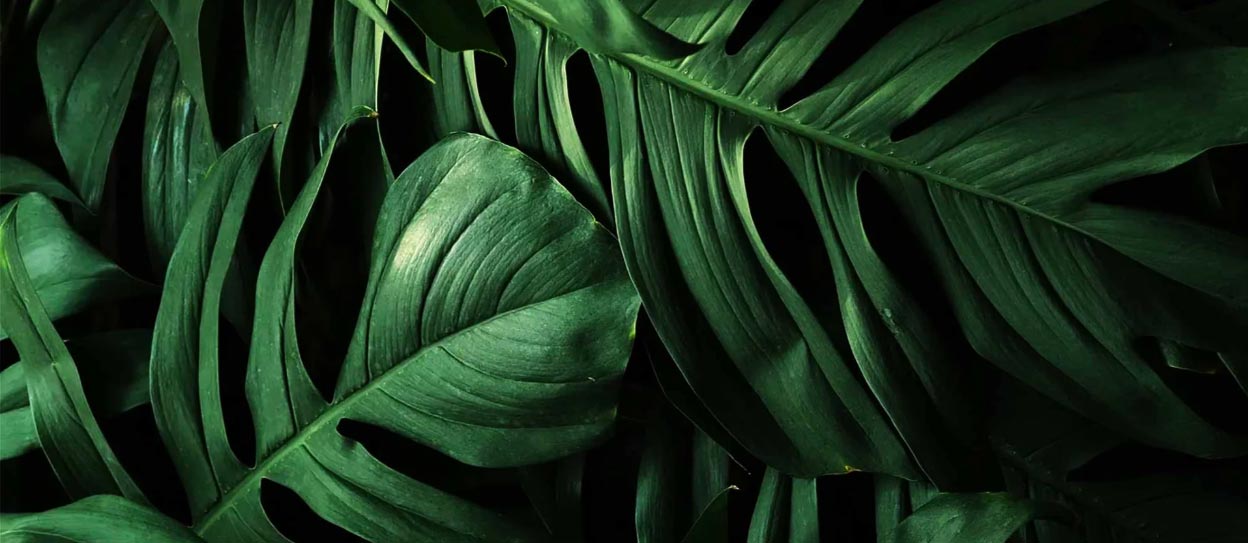 Make Wellness Bioactive Precision Peptide - Next-Gen Nutraceuticals